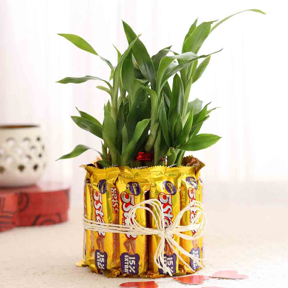 Lucky Bamboo with Five Star Chocolates - Manipalflora